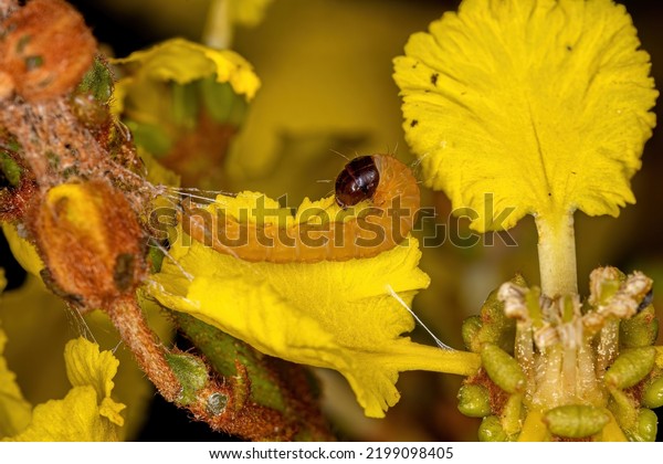 Small Moth Larva Order Lepidoptera Stock Photo 2199098405 | Shutterstock