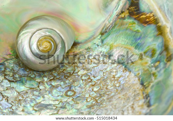 Small Mother Pearl Shell Nested Inside Stock Photo (Edit Now) 515018434
