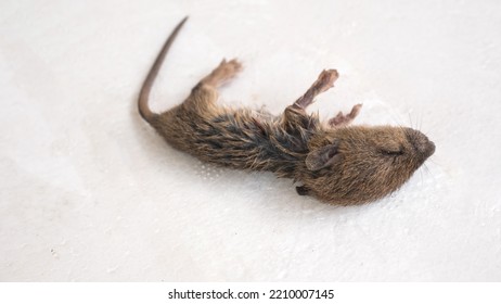 1,847 imágenes de Mouse animal top view - Imágenes, fotos y vectores de ...