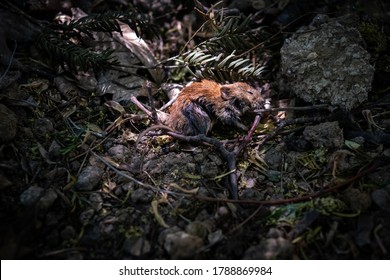 67 Hairless house mouse Images, Stock Photos & Vectors | Shutterstock