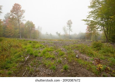 Clearcut Images, Stock Photos & Vectors | Shutterstock