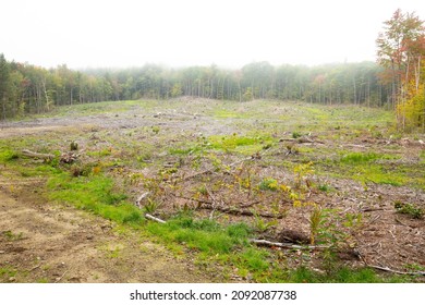 Clearcut Images, Stock Photos & Vectors | Shutterstock