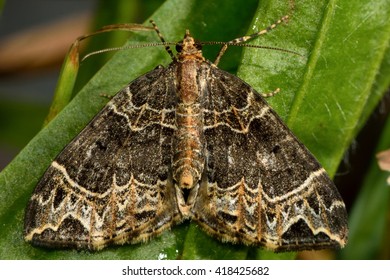 44 Phoenix moth Images, Stock Photos & Vectors | Shutterstock