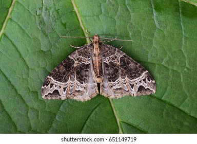 44 Phoenix moth Images, Stock Photos & Vectors | Shutterstock
