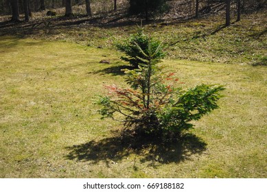 Small Pine Tree Stock Photo 669188182 | Shutterstock