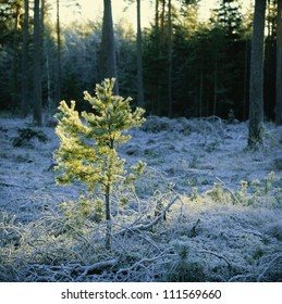 97,027 Small pine tree Images, Stock Photos & Vectors | Shutterstock
