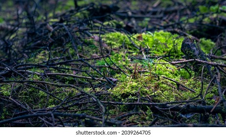 3,433 Tree Branch Litter Images, Stock Photos & Vectors | Shutterstock