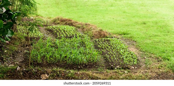 6,398 Small plots Images, Stock Photos & Vectors | Shutterstock