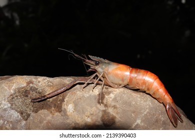 11,406 Small prawns Images, Stock Photos & Vectors | Shutterstock