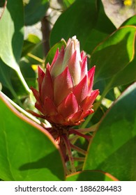 201 Protea Sunset Images, Stock Photos & Vectors | Shutterstock