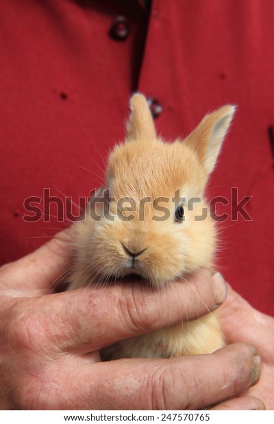 Small Rabbit Human Hand Stock Photo (Edit Now) 247570765