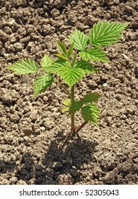 Small Raspberry Sprout Growing Stock Photo 52305043 | Shutterstock
