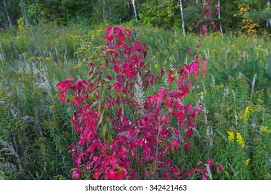 Small Red Maple Tree Branches Stock Photo 342421463 | Shutterstock
