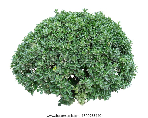Small Round Bush Mostly Low Maintenance Stock Photo (Edit Now) 1500783440