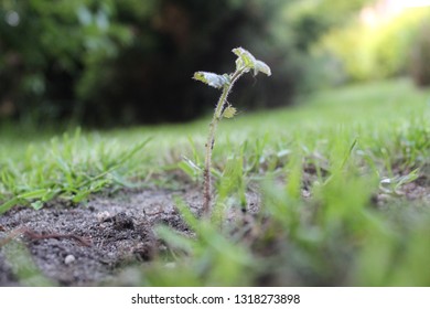 1,149 Small Sapling Wild Images, Stock Photos & Vectors | Shutterstock