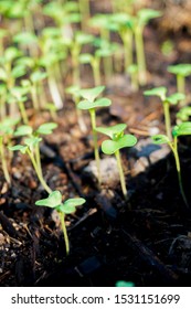 Small Sapling Tree Garden Image Sapling Stock Photo 1531151714 ...