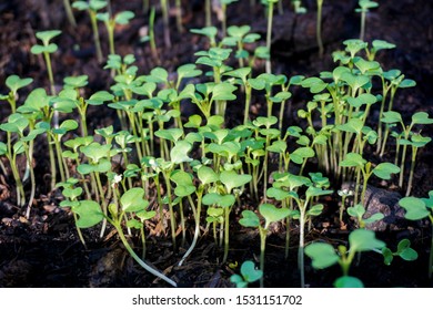 Small Sapling Tree Garden Image Sapling Stock Photo 1531151714 ...