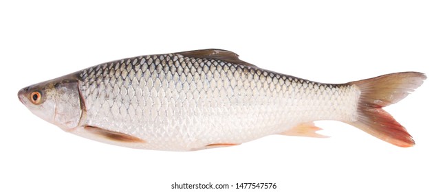1,215 Mud carp Images, Stock Photos & Vectors | Shutterstock