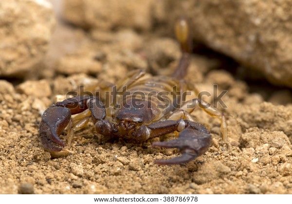 Small Scorpion Stock Photo 388786978 | Shutterstock