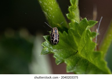 8 Scripture leaf beetle Images, Stock Photos & Vectors | Shutterstock