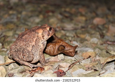 12,141 Aquatic toads Images, Stock Photos & Vectors | Shutterstock