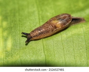 3,948 Snail head macro Images, Stock Photos & Vectors | Shutterstock