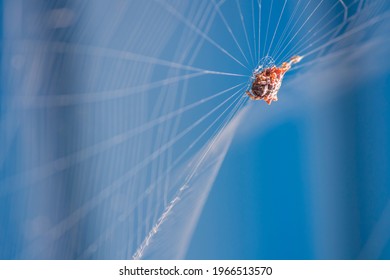 1,396 Roof spider Images, Stock Photos & Vectors | Shutterstock