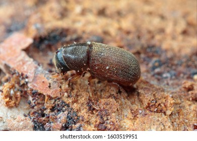 Bark Beetle Tomicus Piniperda Beetle Under Stock Photo (Edit Now ...