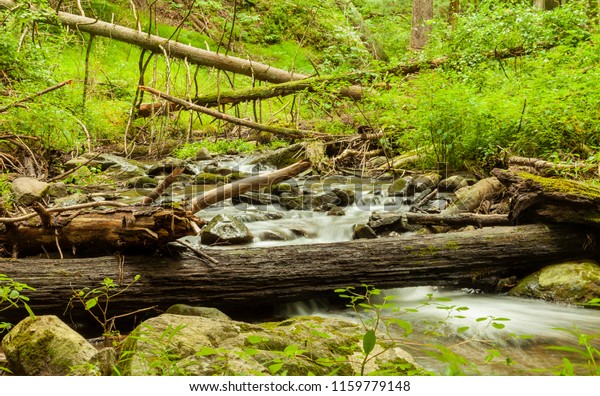 Small Stream Forest Fallen Trees Stock Photo 1159779148 | Shutterstock