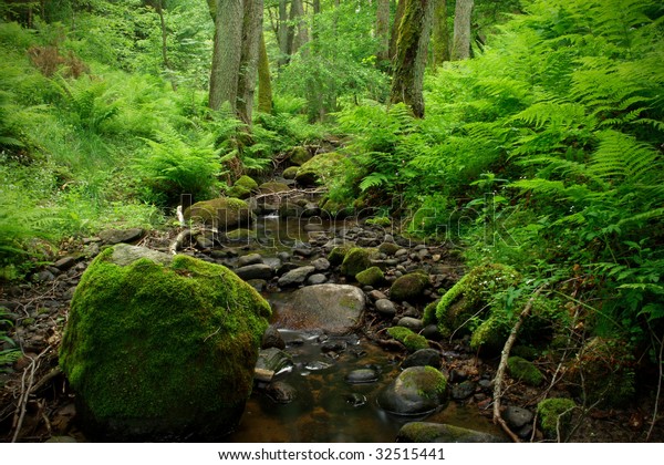 Small Stream Woods Stock Photo 32515441 | Shutterstock Small Stream Woods Stock Photo 32515441 | Shutterstock