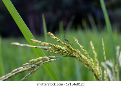 904 Paddy noise Images, Stock Photos & Vectors | Shutterstock