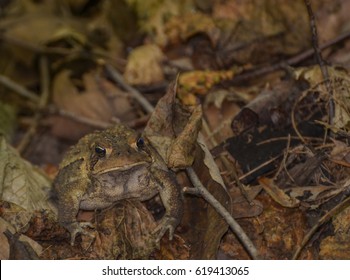 341 Leaf Litter Toad Images, Stock Photos & Vectors | Shutterstock