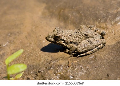 3,338 Mud frog Images, Stock Photos & Vectors | Shutterstock