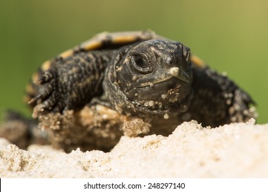 18,406 Small tortoise Images, Stock Photos & Vectors | Shutterstock