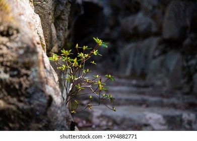 Small Tree Growing Between Rocks Stock Photo 1994882771 | Shutterstock