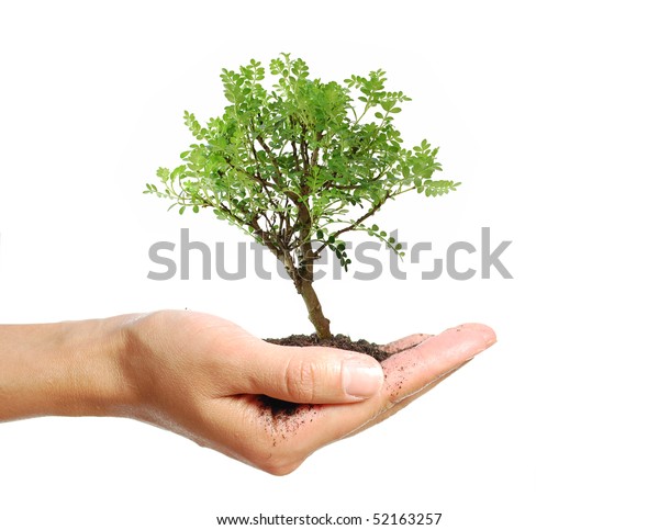 Small Tree Hand Stock Photo (Edit Now) 52163257