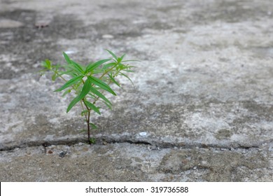 Small Tree Road Stock Photo 319736588 | Shutterstock
