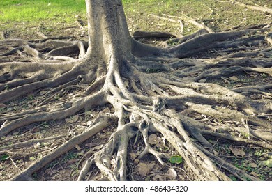 Paperbark Trees Melaleuca Quinquenervia Wetlands Perth Foto de stock ...