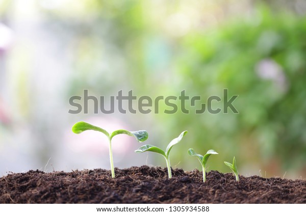 Small Tree Sapling Plants Planting Dew Stock Photo (Edit Now) 1305934588