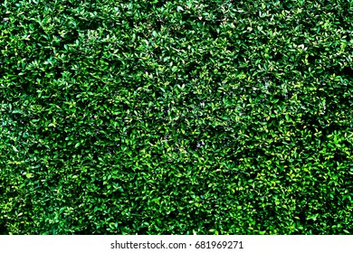 Green Tree Wall Background Texture Natural Stock Photo (Edit Now ...