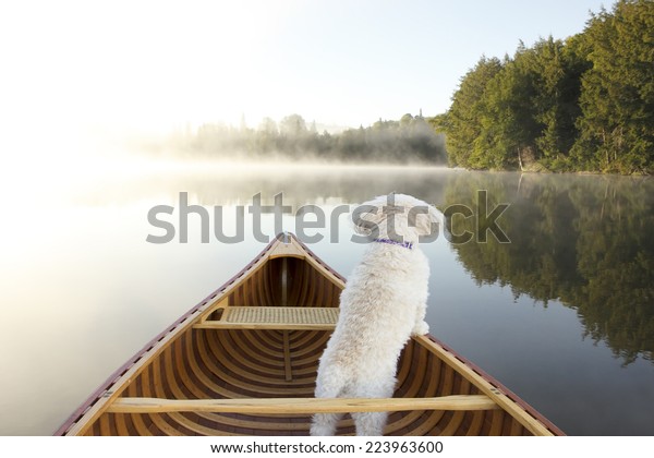 Small White Cockapoo Dog Navigating Bow Stock Photo 223963600 ...