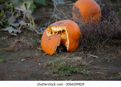 590 Smashed Pumpkin Images, Stock Photos & Vectors | Shutterstock