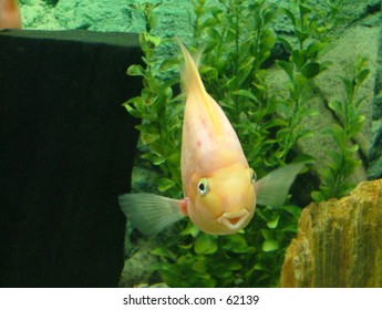 Smiley Fish Stock Photo 62139 | Shutterstock