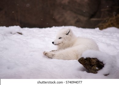 522 Smiling arctic fox Images, Stock Photos & Vectors | Shutterstock