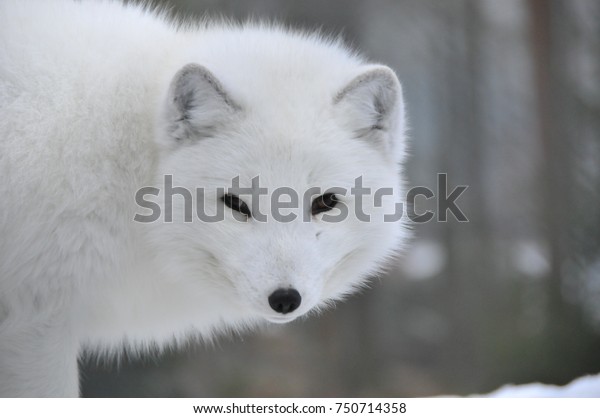 Smiling Arctic Fox Stock Photo 750714358 | Shutterstock