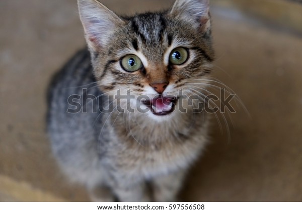 Smiling Cat Stock Photo (Edit Now) 597556508