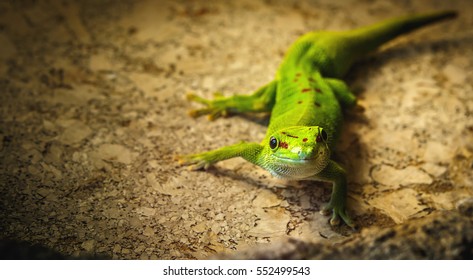 Smiling Lizard Stock Photo 552499543 | Shutterstock