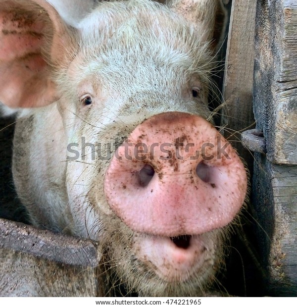 Smiling Pig Stock Photo (Edit Now) 474221965