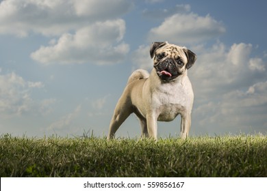 13,148 Pug Dog Smile Stock Photos, Images & Photography | Shutterstock