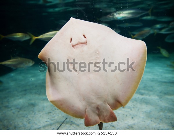 Smiling Stingray Stock Photo 26134138 | Shutterstock